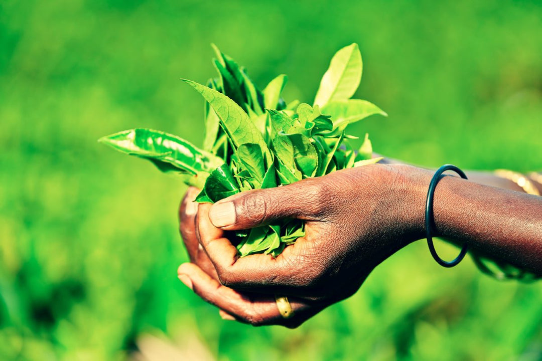 What It Means to Produce, Sell, and Consume Premium African Teas ...